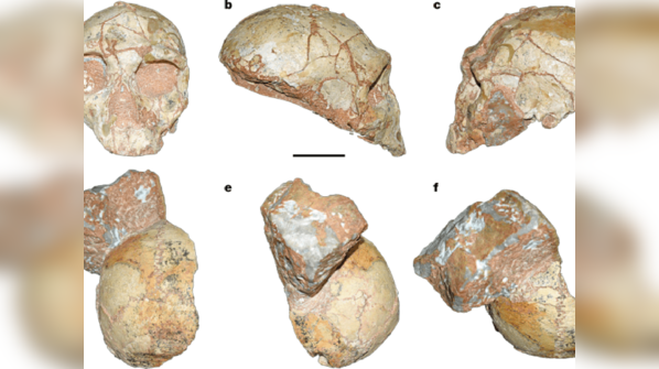 Exploring the 12 oldest skulls in the world