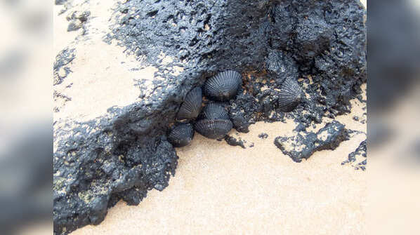 Fascinating creatures that live near volcanoes