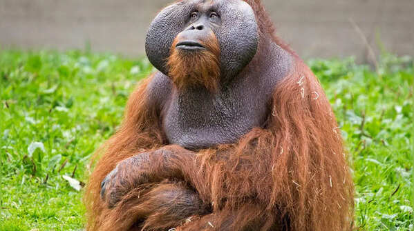 5 animals with beards that will completely surprise you