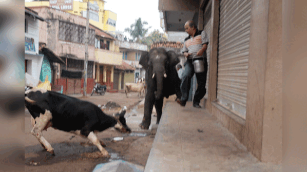 Elephant attacks in India