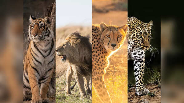 Tiger vs Lion vs Leopard vs Cheetahs: Which animal is the strongest