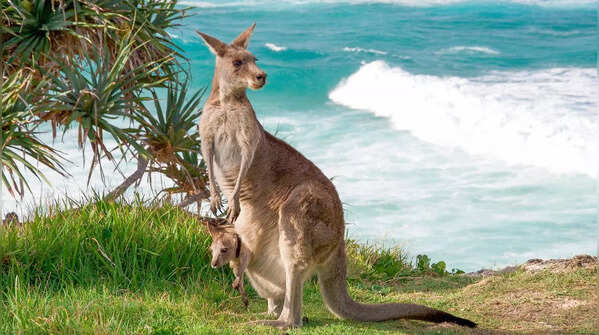 10 innocent-looking animals that actually bite hard