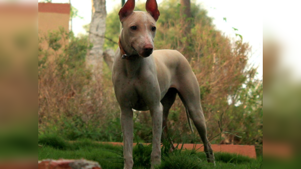 8 amazing Indian dog breeds that everyone should know