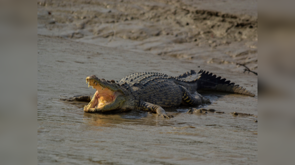 5 best places to spot crocodiles in India