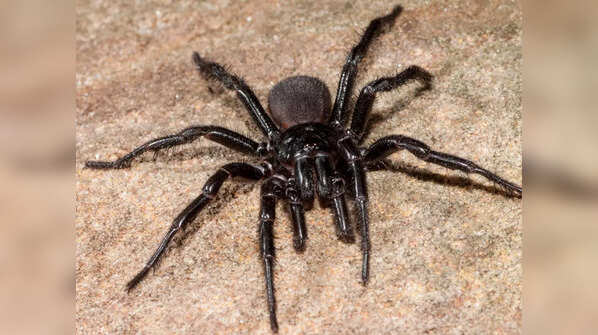 8 deadliest spiders in the world
