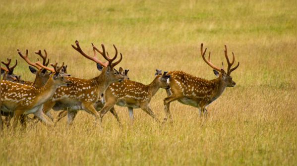 8 health lessons humans can learn from the animal world