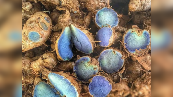 Black Turmeric Benefits: Black Turmeric with high curcumin: How it can ...