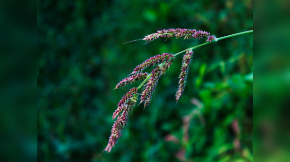 Sama Millet Health Benefits: 6 impressive health benefits of sama or ...