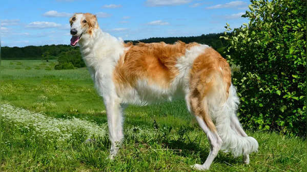 The most elegant dog breeds in the US