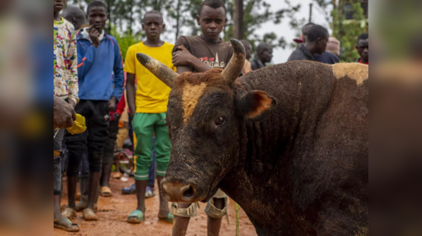 Kenya's Kakamega welcomes New Year with traditional bullfighting | See pics
