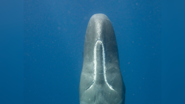 This is how whales and dolphins sleep without drowning in water