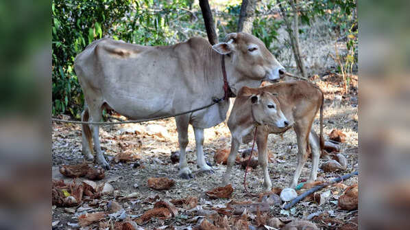 10 Indian cow breeds and what makes them unique