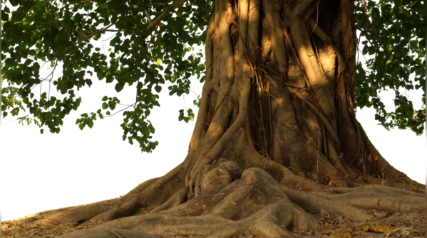 Why is the Peepal tree worshipped in India