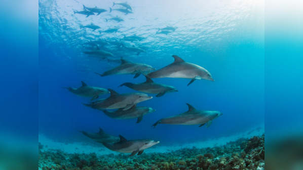This is how whales and dolphins sleep without drowning in water