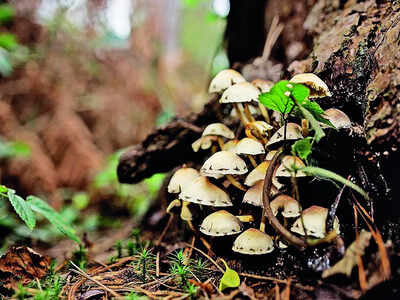 New species of fungi spotted in Bannerghatta