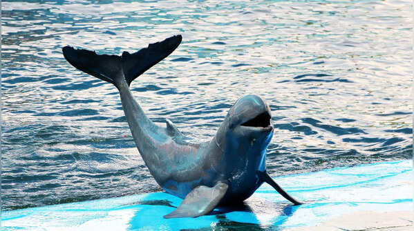 6 most adorable and super cute dolphins in the world