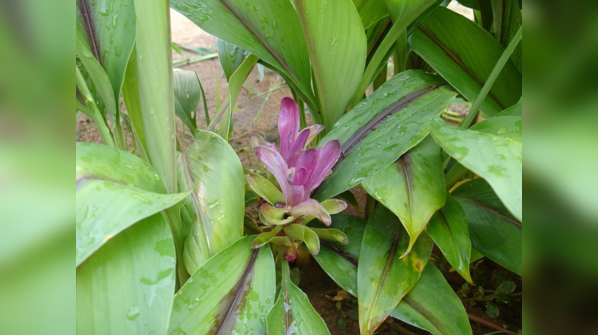 Black Turmeric Benefits: Black Turmeric with high curcumin: How it can ...