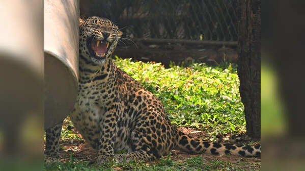 In photos: A glimpse into Byculla Zoo during World Wildlife Day