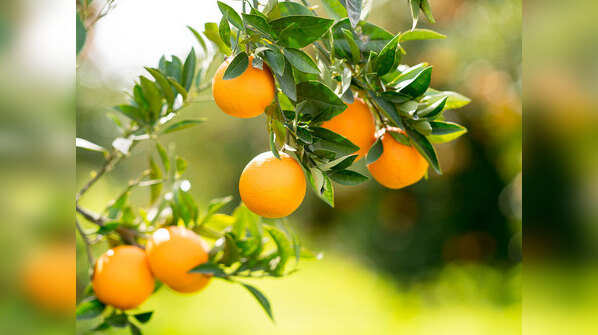 How is orange different from keenu, sweet lime and mosambi