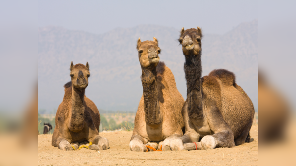 10 animals that don’t drink water and why