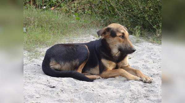 8 amazing Indian dog breeds that everyone should know