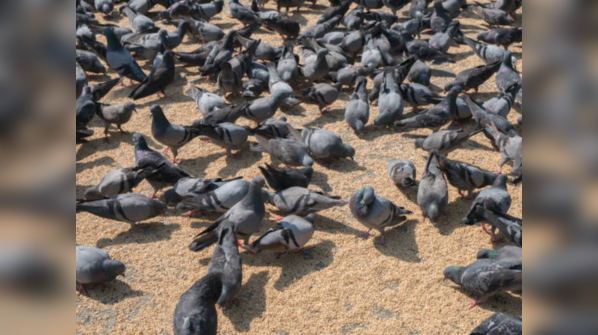 Why should pigeons worry you? Health hazards associated with pigeon ...
