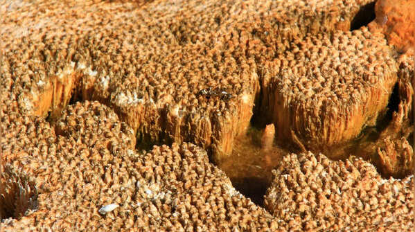 5 animals that can tolerate extreme heat