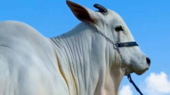 6 most expensive cows in the world