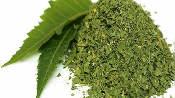 Neem Leaves For Dandruff: 5 effective ways to use neem leaves to cure ...