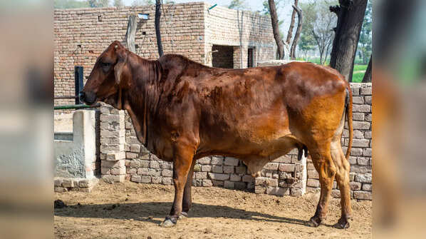 Punganur Cow: The world’s smallest and cutest cattle breed from India