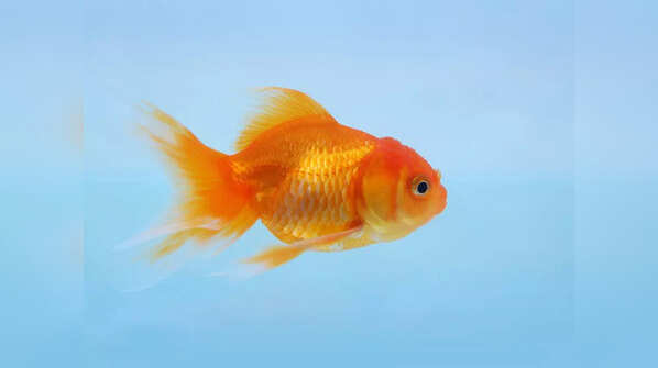 8 fishes that can live without oxygen and how