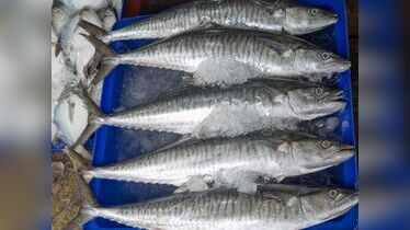 Types Of Fish In India With Photos In English - Infoupdate.org