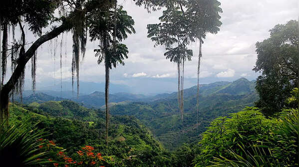 7 types of forests found around the world
