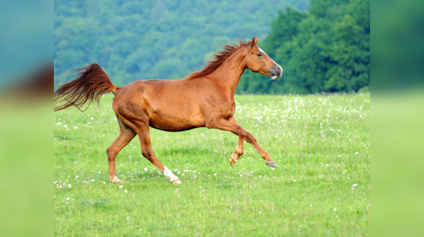 Top 10 best native Indian horse breeds