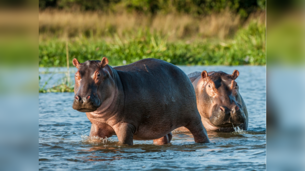 10 heaviest animals in the world