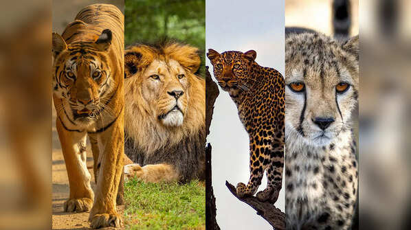 Tiger vs Lion vs Leopard vs Cheetahs: Which animal is the strongest