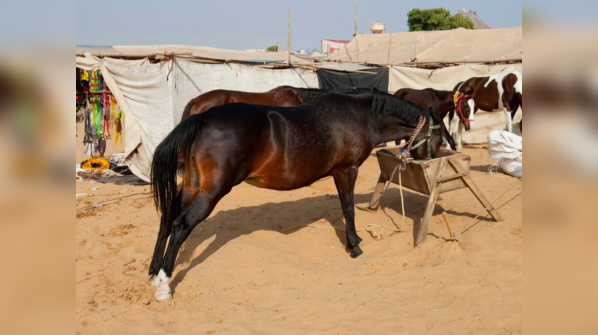 Top 10 best native Indian horse breeds