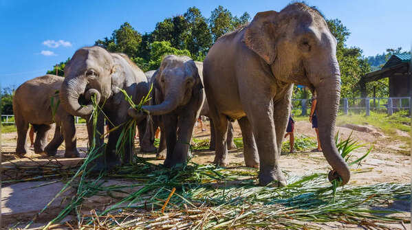Thailand's 8 best and unmissable wildlife experiences for nature lovers