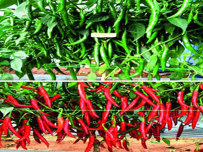 1 chilli to fight off 2 threats