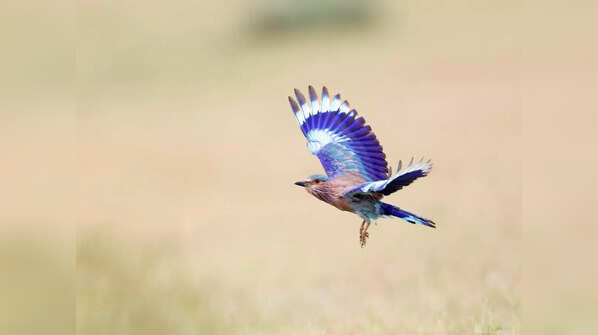 Why seeing a Neelkanth bird on Dussehra is considered auspicious?