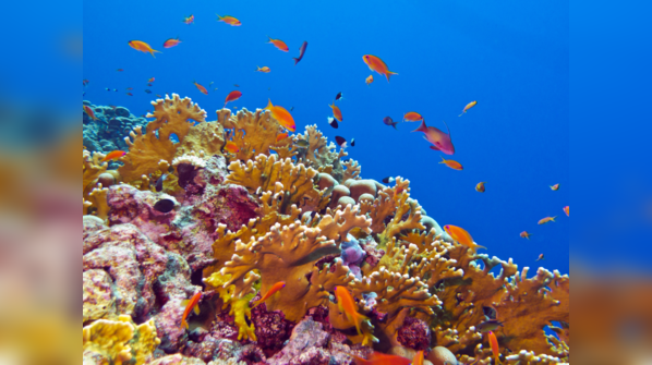 11 types of corals found in seawater and what makes them so stunning