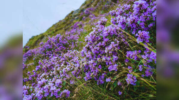 Flower Valleys In India: Best time to visit colourful valleys of flower ...