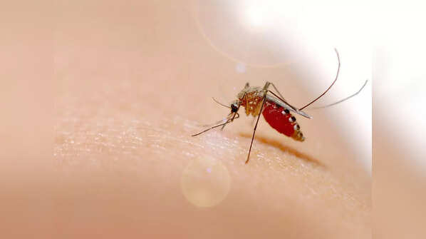 Chikungunya versus Dengue: How their symptoms differ