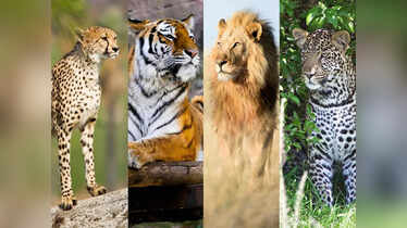 Leopard Vs Lion Size