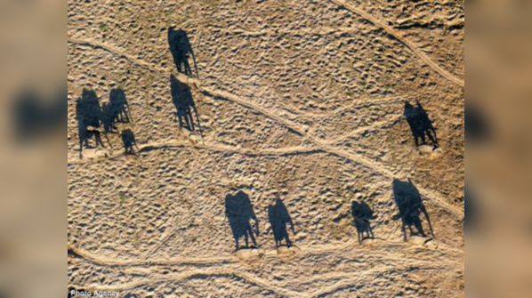 Wildlife photo shot in 2018 is one of the best optical illusions; see ...