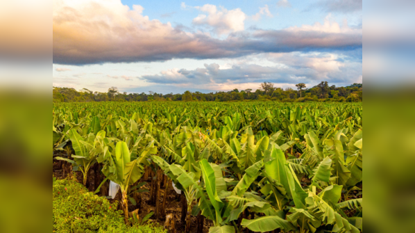 10 largest farms in the world