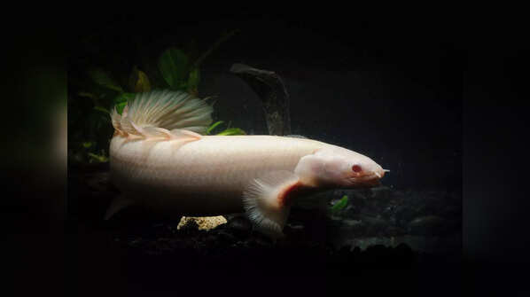 8 fishes that can live without oxygen and how