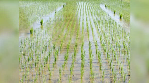 7 largest rice producing states of India