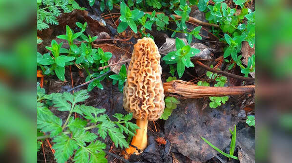 5 super-expensive mushroom varieties that are beyond the budget of ...