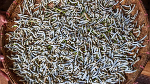 Top 7 must-try insect dishes from around the world